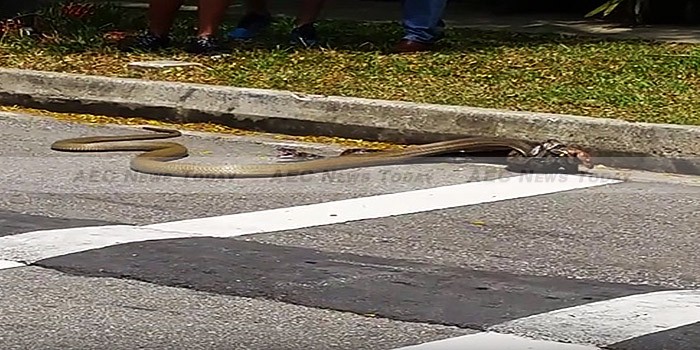 King cobra v python battle royal at NTU